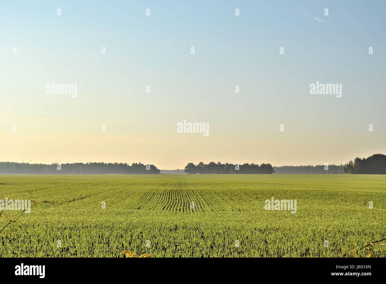 agrarian, bucolic, plant, agriculture, farming, field, acre, scenery ...