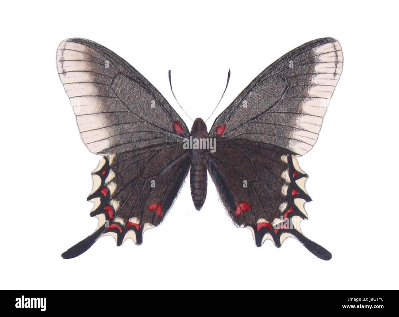 Butterfly species identification Cut Out Stock Images & Pictures - Alamy
