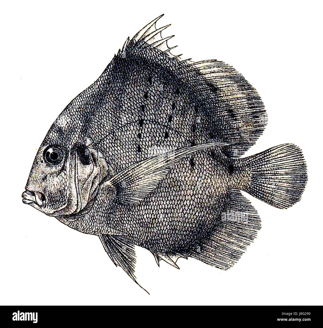 Drepane Punctata High Resolution Stock Photography and Images - Alamy