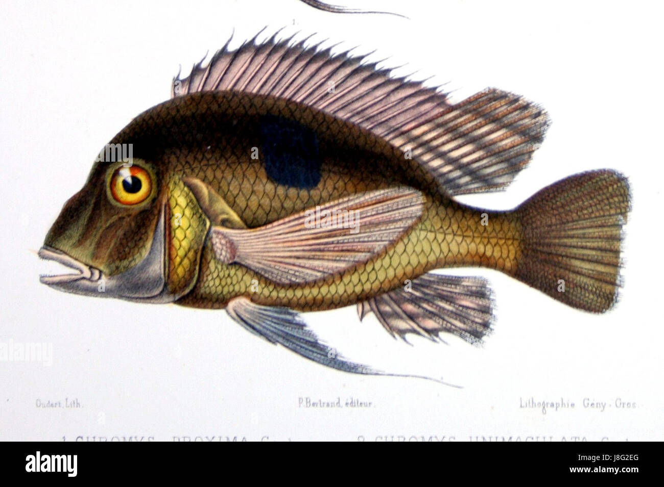 Proximus hi-res stock photography and images - Alamy