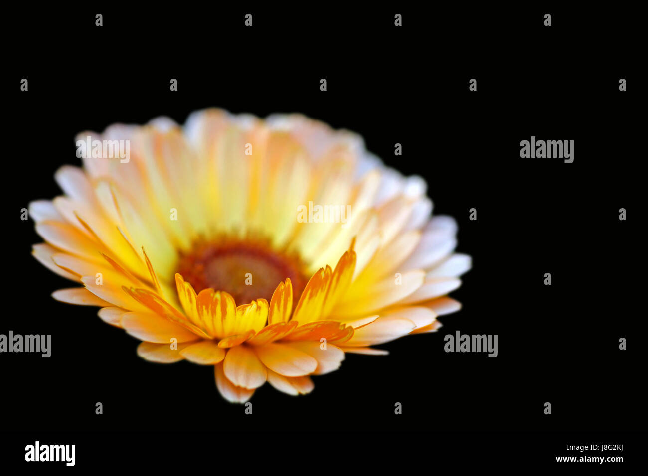 flash in the pan Stock Photo - Alamy