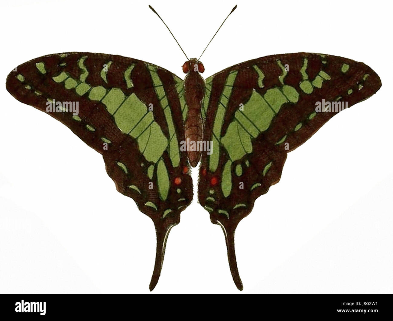 Graphium antheus 2 Stock Photo - Alamy