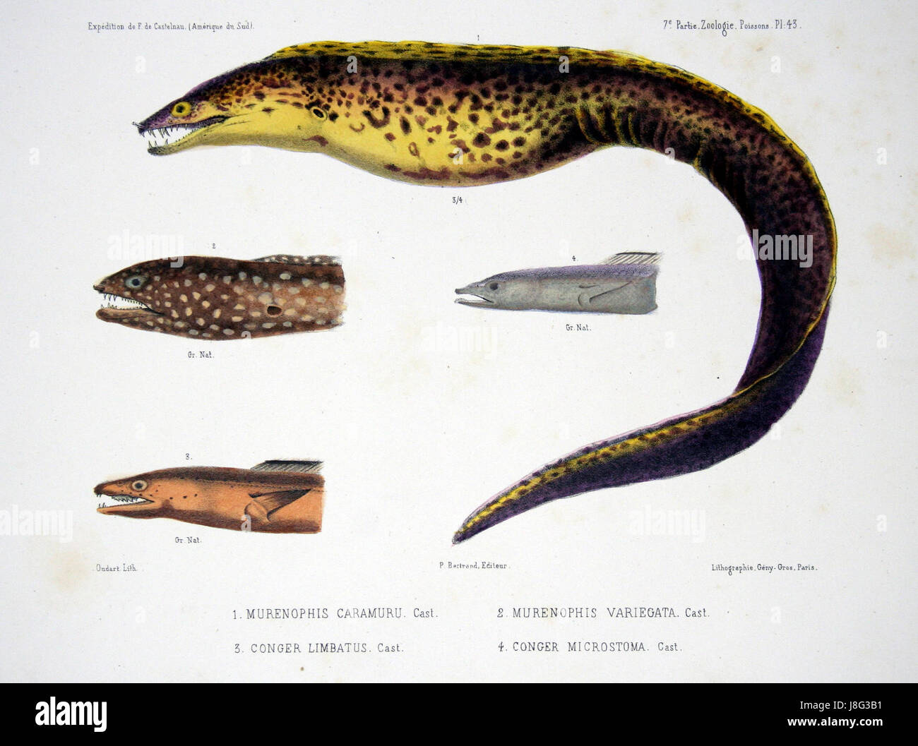 *F de Castelnau* is an influential naturalist known for his ...