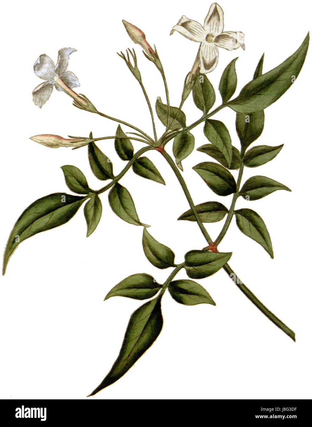 Jasminum officinale, commonly known as jasmine, is a flowering plant ...