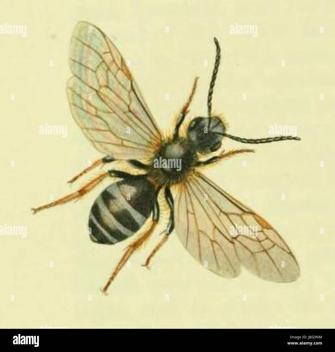 Lasioglossum xanthopus British Entomology Stock Photo - Alamy