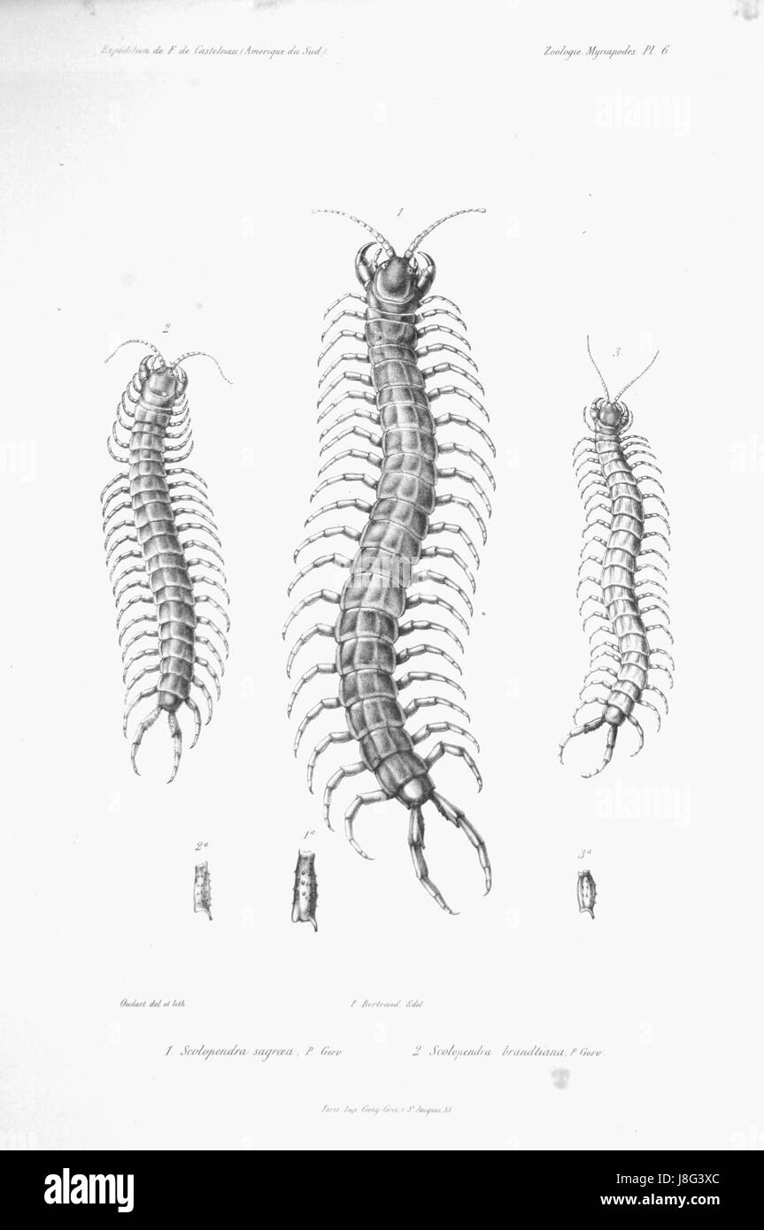 Millipedes myriapods Black and White Stock Photos & Images - Alamy