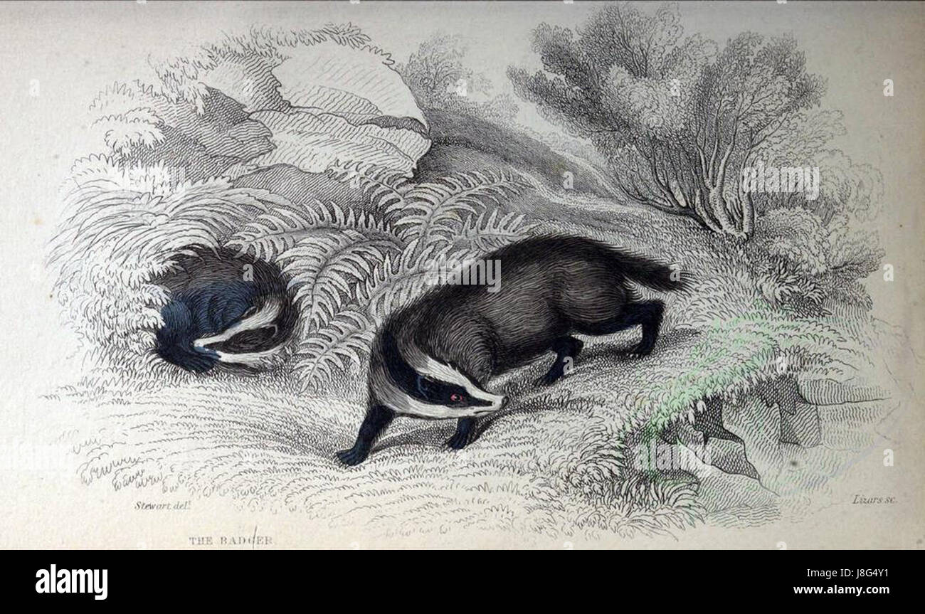 Badger map hi-res stock photography and images - Alamy