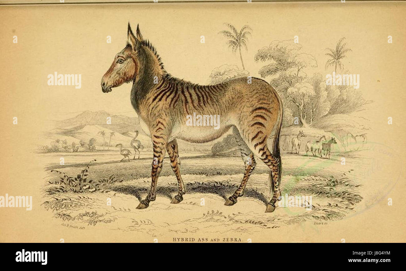 This image shows a hybrid offspring of an ass (donkey) and a zebra ...