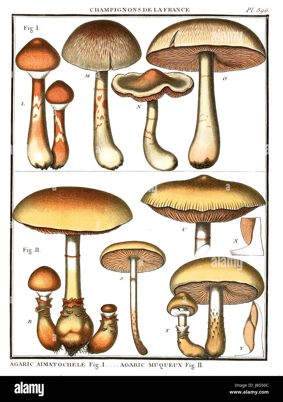 'Herbier de la France' (Plate 596) is a botanical illustration from the ...