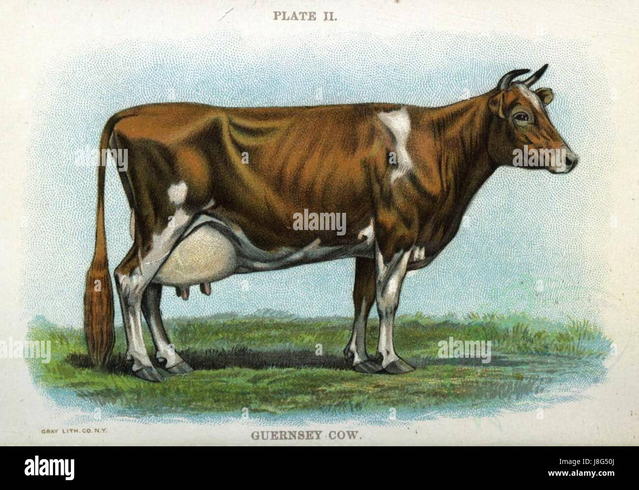 Guernsey cows are a breed of dairy cattle known for their rich milk ...