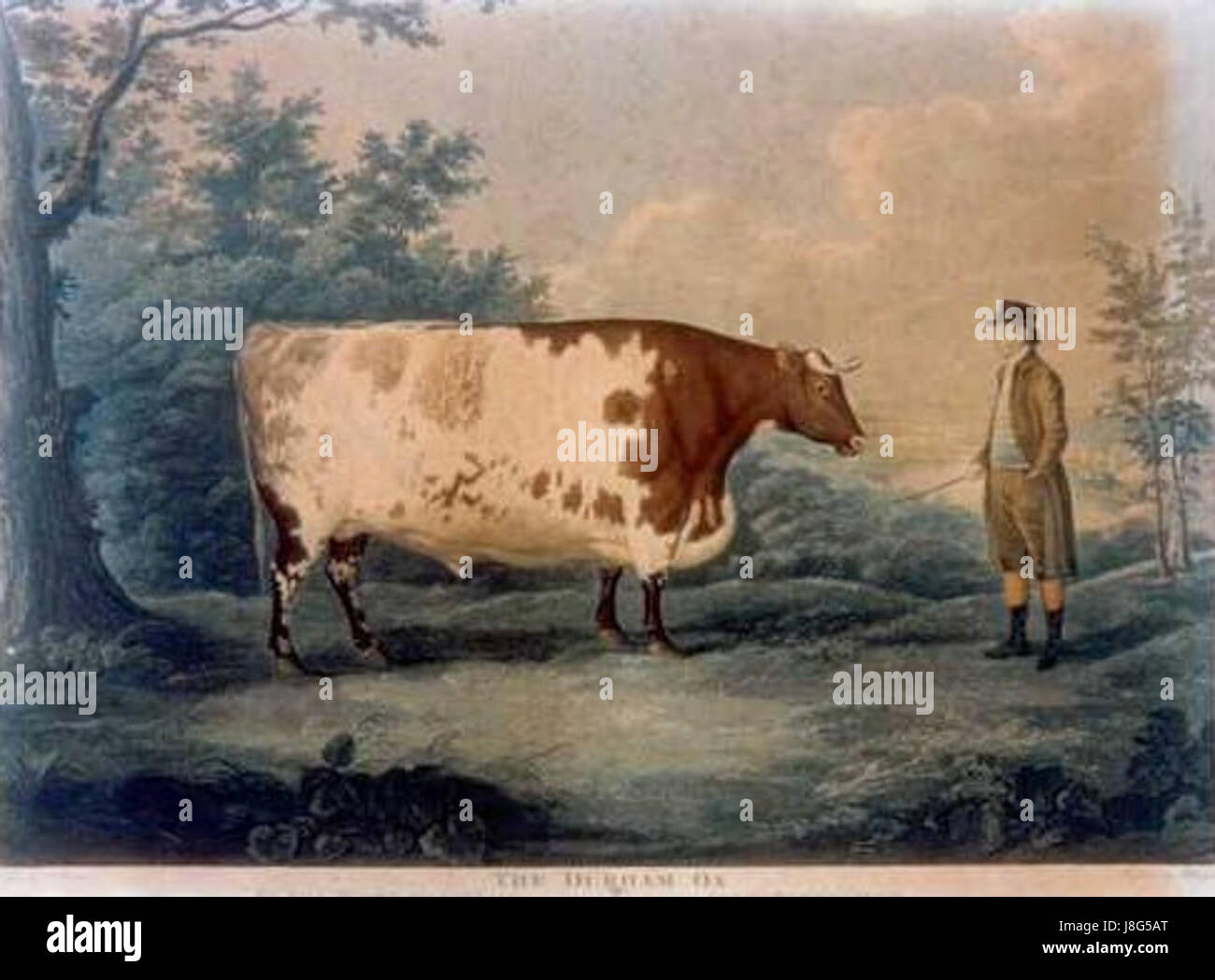 The Durham Ox was a famous 18th-century British ox known for its ...