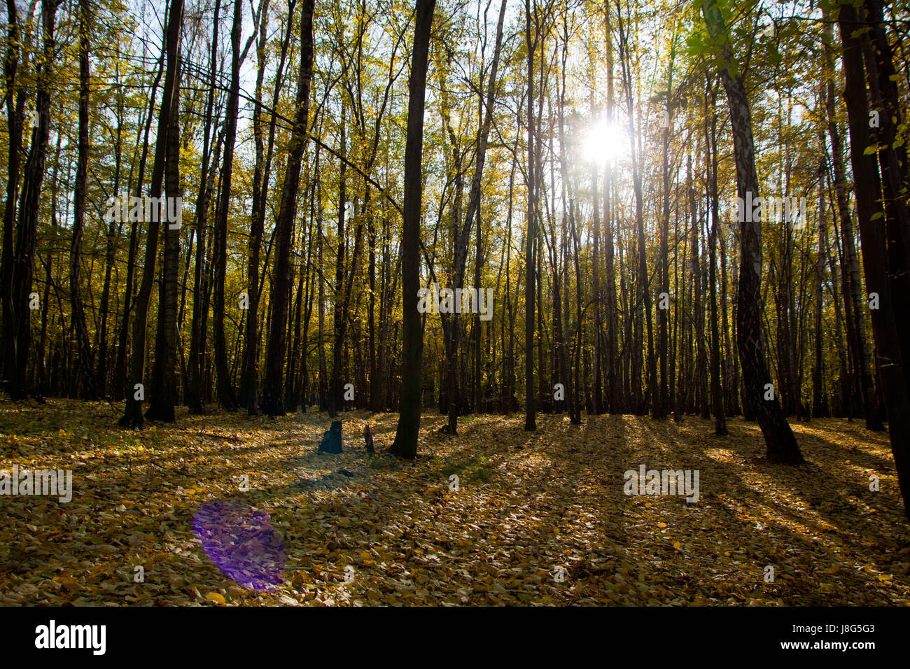 leaf, environment, enviroment, tree, trees, wood, clean, landscape ...