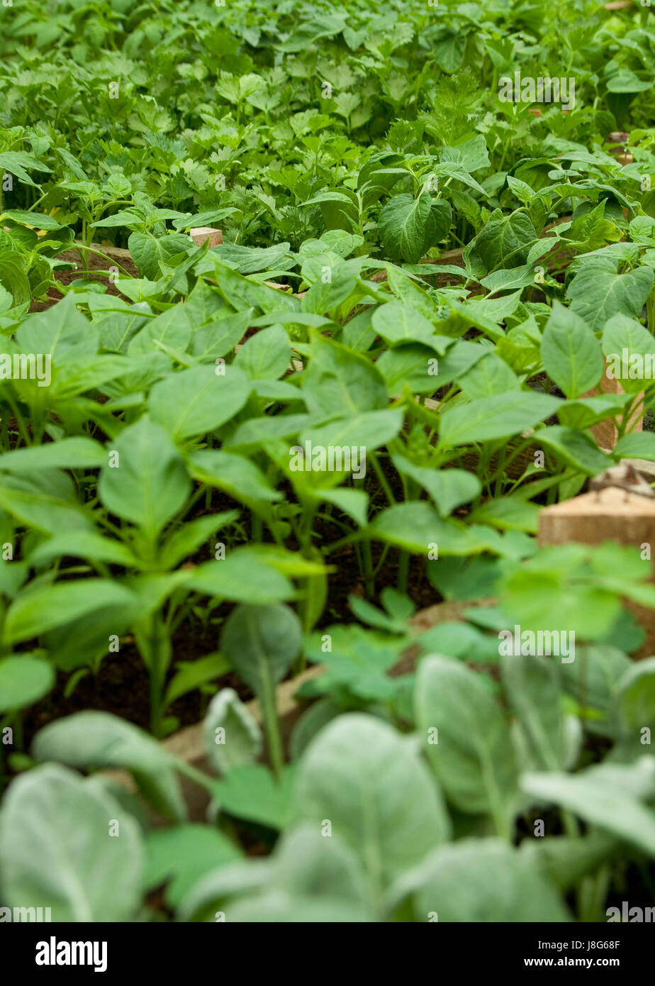 culture, small, tiny, little, short, breeding, vegetable, paprika ...
