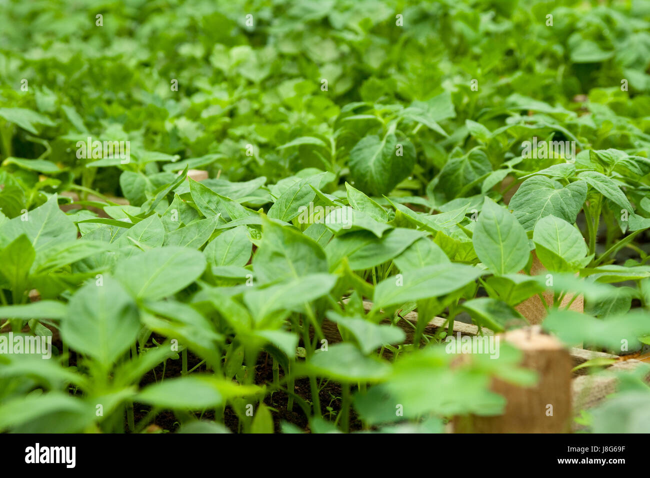 culture, small, tiny, little, short, breeding, vegetable, paprika ...