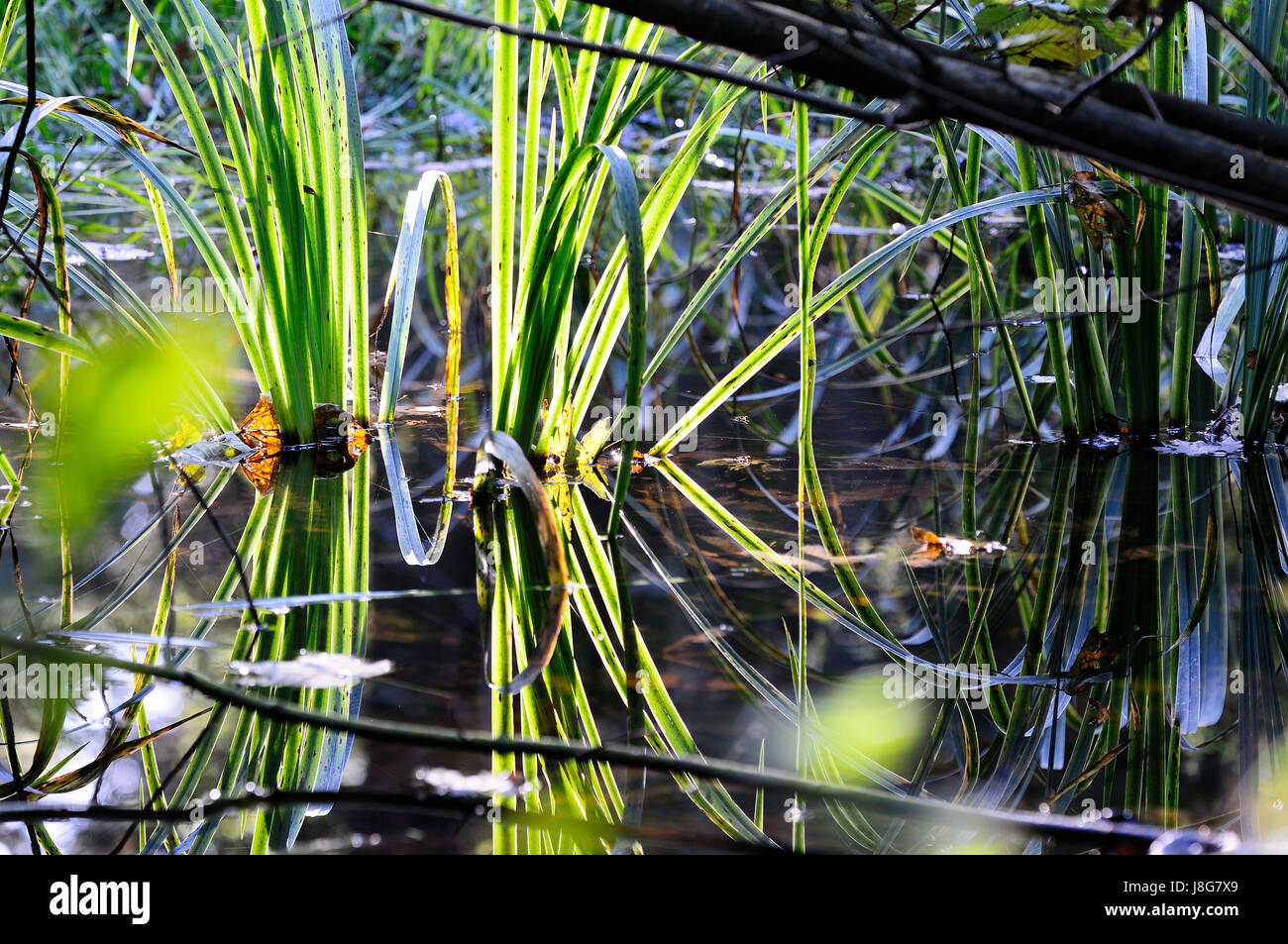 aquatic plants - reflection Stock Photo - Alamy