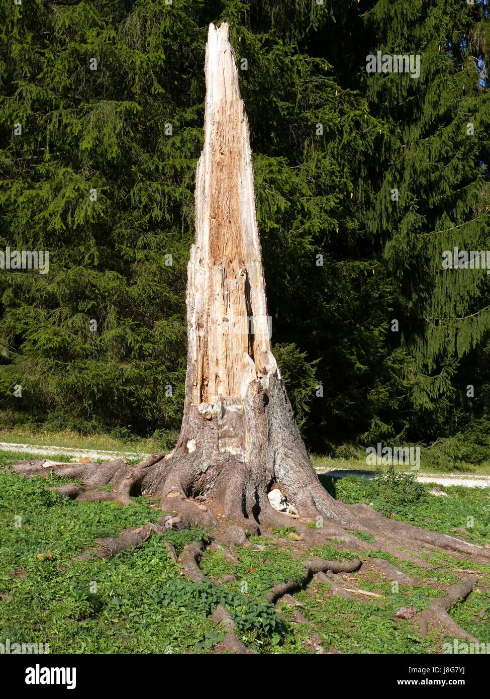 tree, wood, trunk, snag, snapped off, storm, gale, weather, agriculture ...