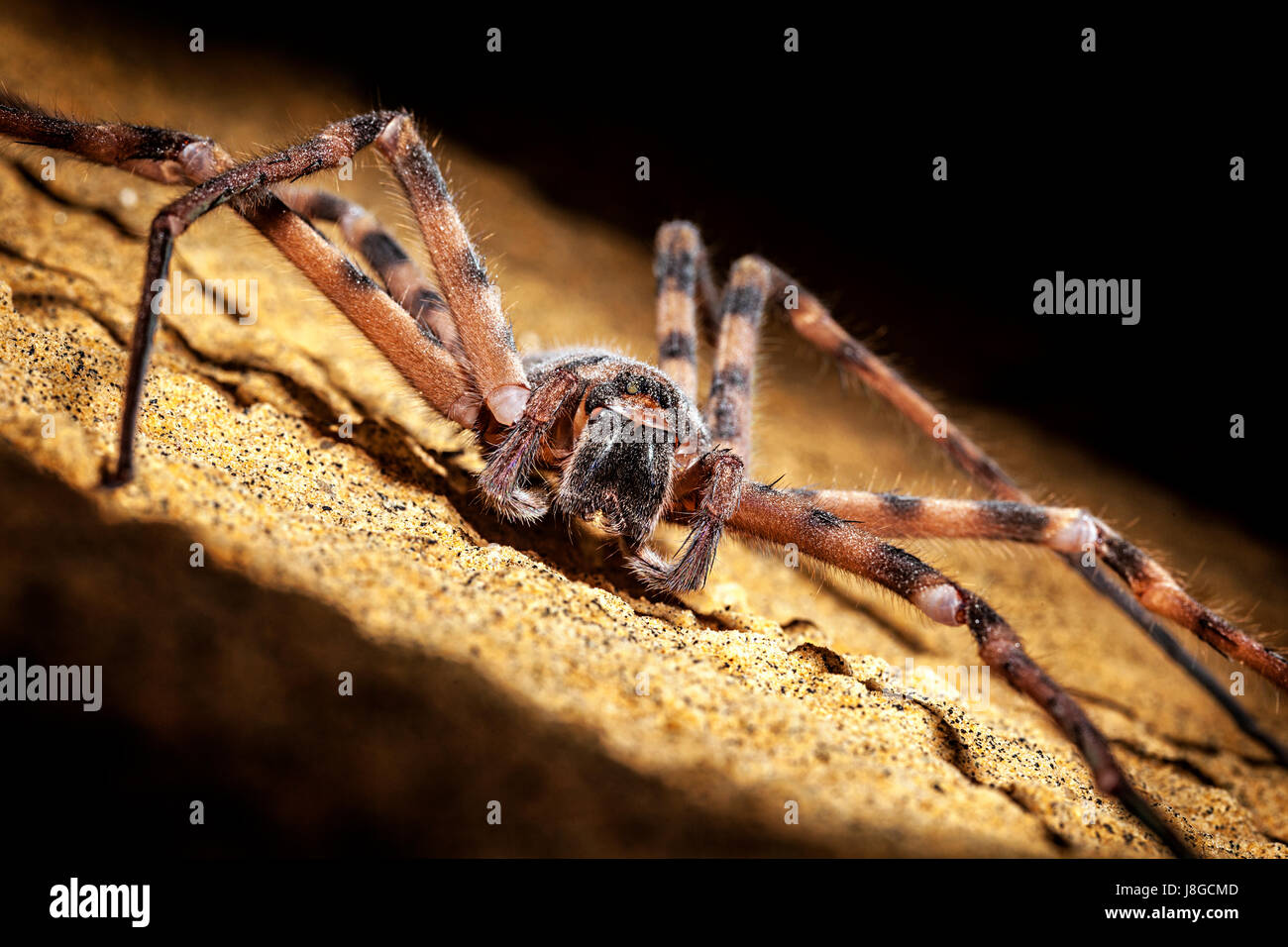 Huntsman spider, Krem Puri, Meghalaya, India Stock Photo - Alamy