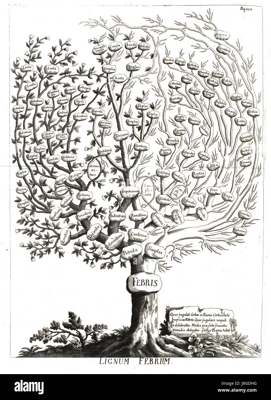 Lignum hi-res stock photography and images - Alamy