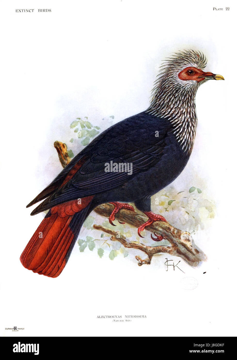 A depiction of various bird species that went extinct in the late 19th ...