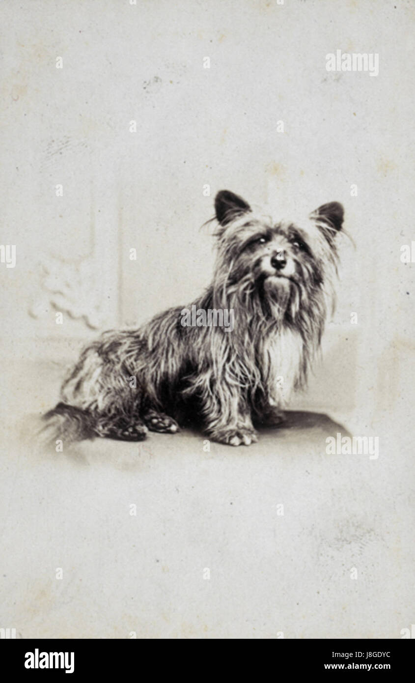 Greyfriars Bobby is a legendary Skye Terrier from Edinburgh, Scotland ...