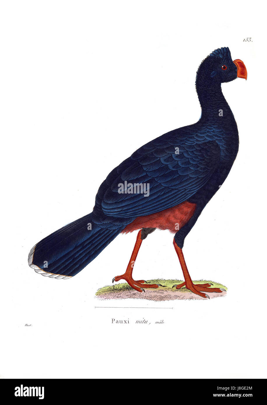 Mitu mitu 1838 Stock Photo - Alamy