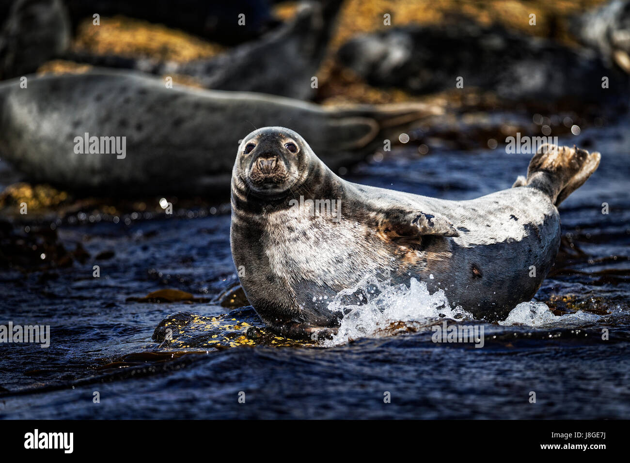 North atlantic seal hi-res stock photography and images - Alamy