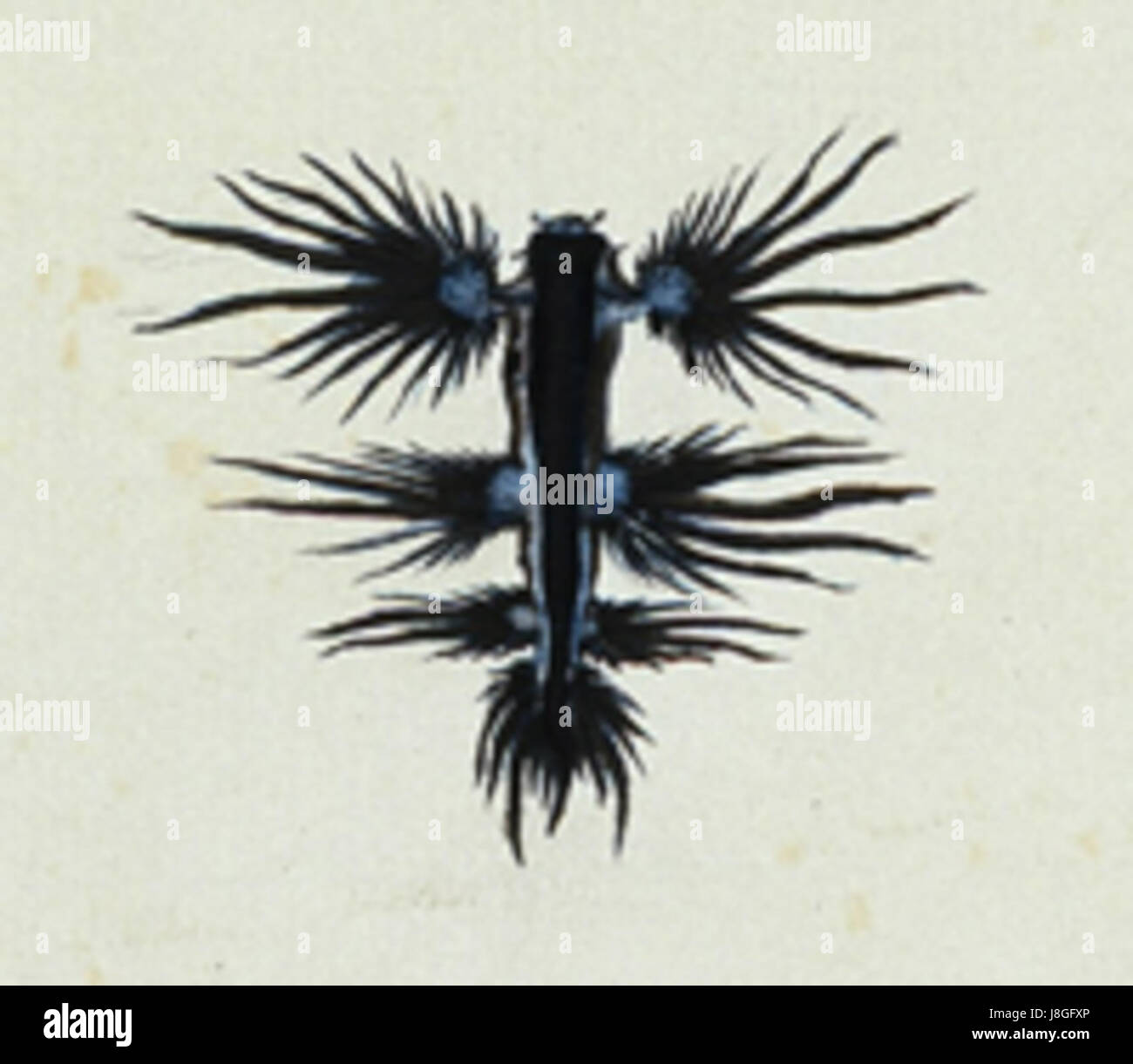 Glaucus atlanticus hi-res stock photography and images - Alamy