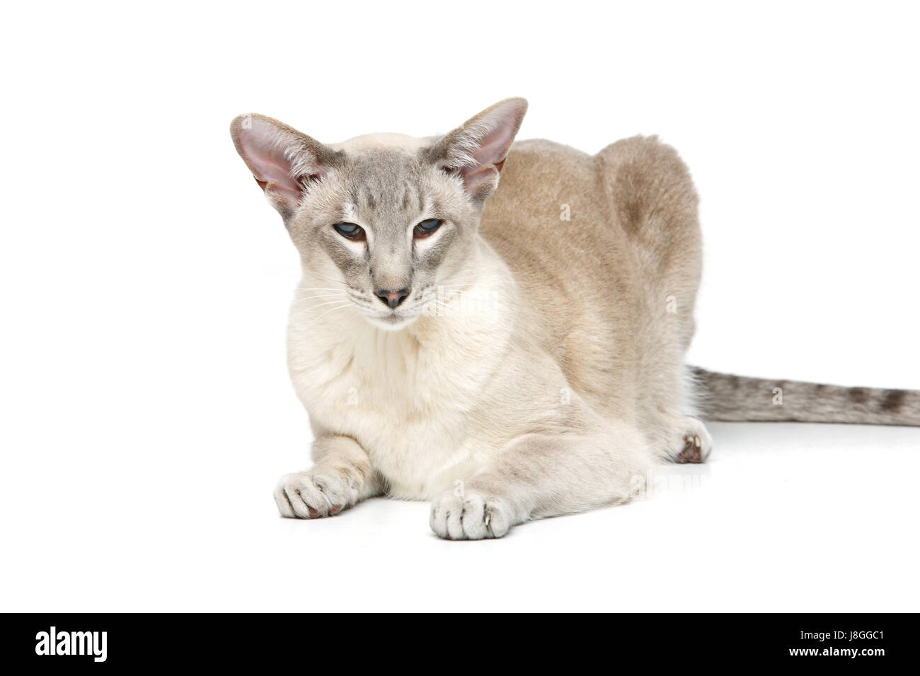 Beautiful oriental siam cat isolated on white background. Copy space ...