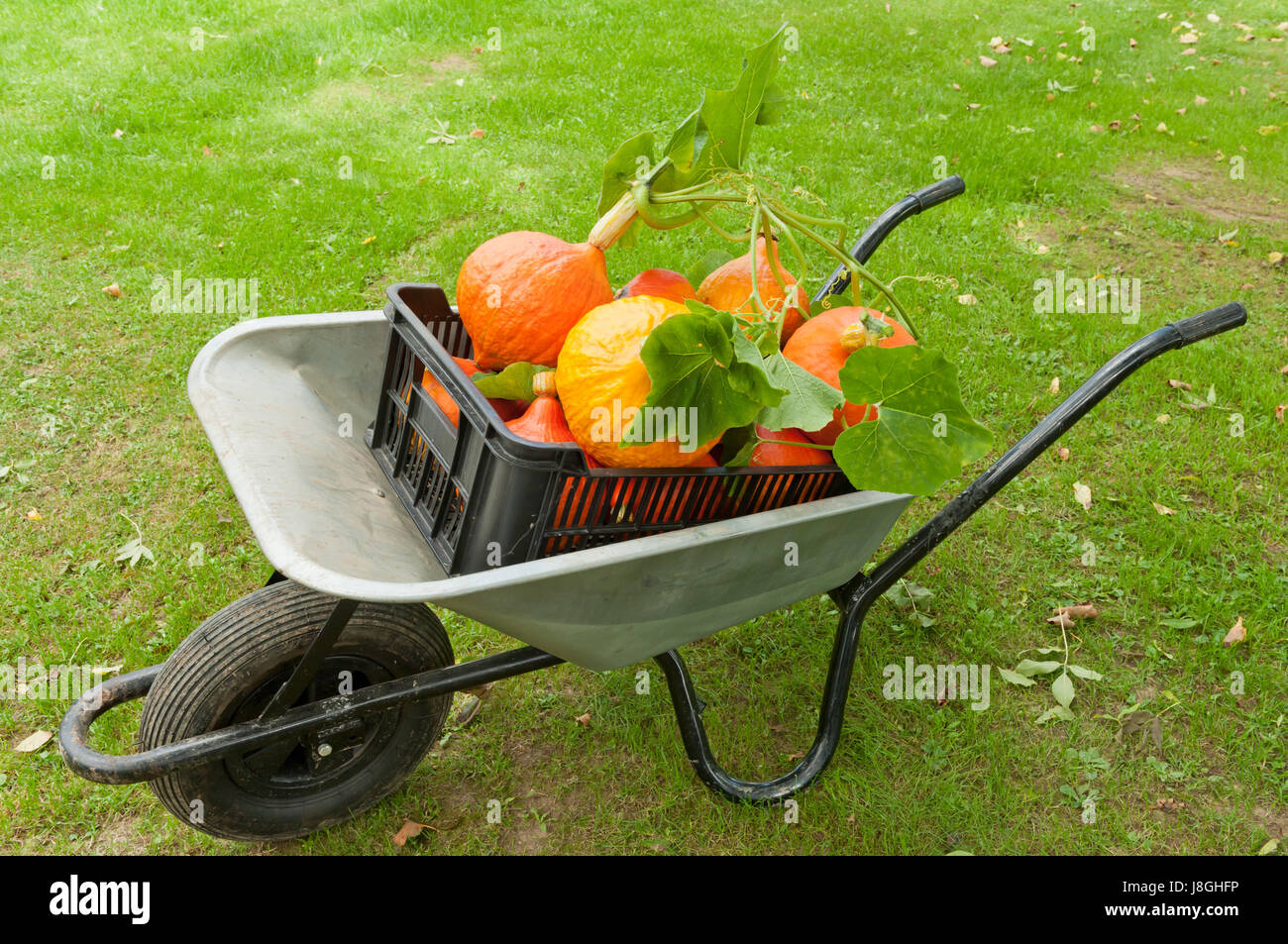 harvest, pumpkin, wheelbarrow, cart, food, aliment, leaf, garden ...