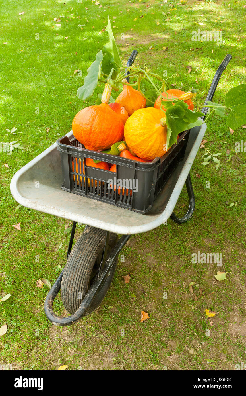 harvest, pumpkin, wheelbarrow, cart, food, aliment, leaf, garden ...