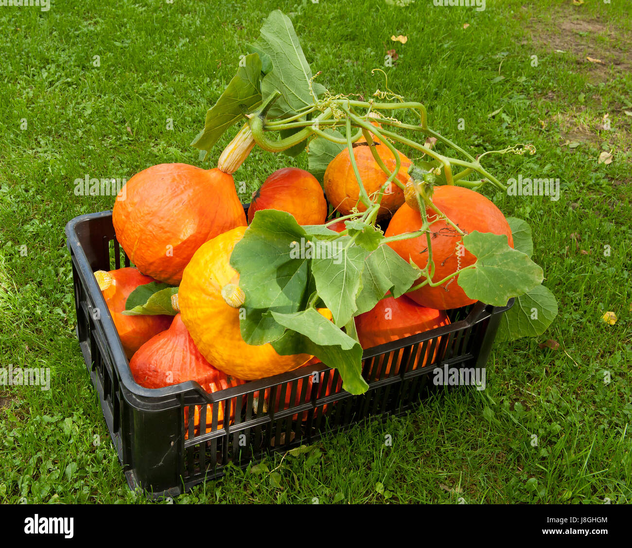 harvest, box, boxes, pumpkin, crate, food, aliment, leaves, agriculture ...