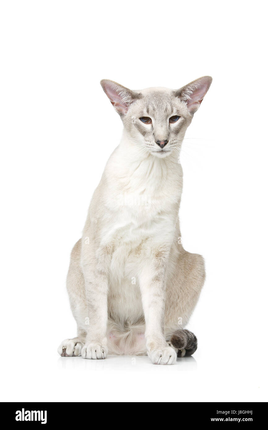 Beautiful oriental siam cat isolated on white background. Copy space ...
