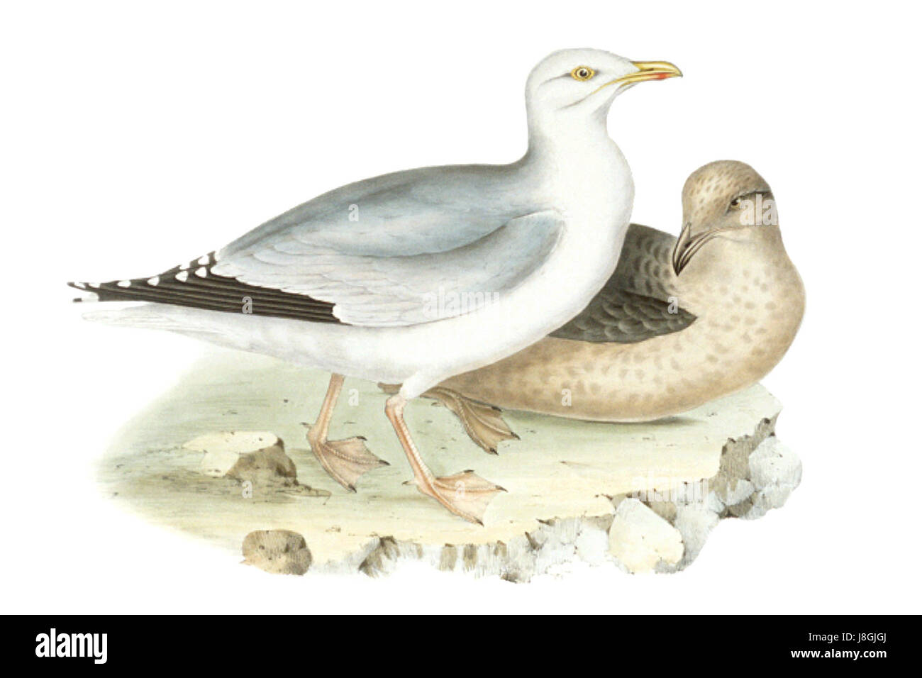 Gould map hi-res stock photography and images - Alamy