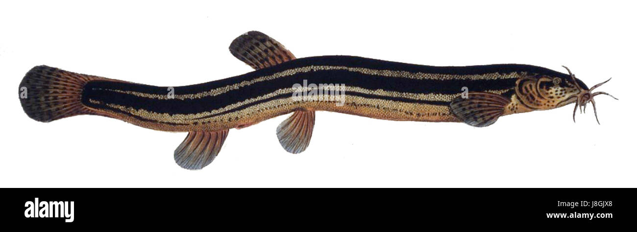 Misgurnus fossilis, commonly known as the weatherfish or European ...