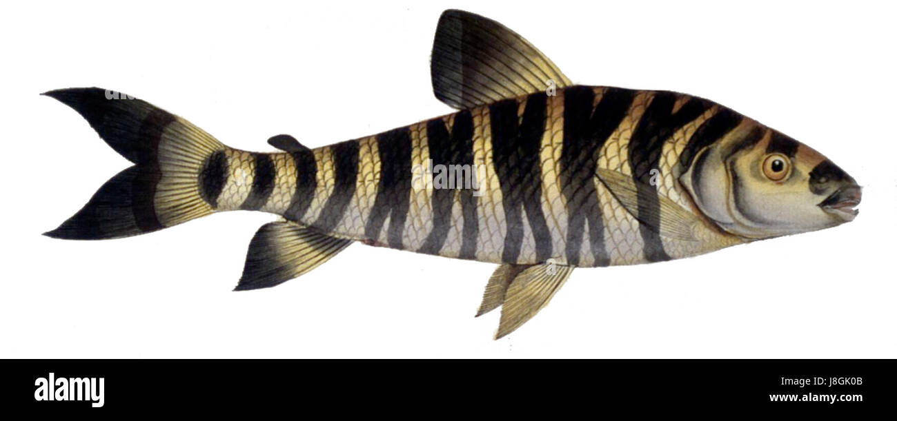 Leporinus hi-res stock photography and images - Alamy