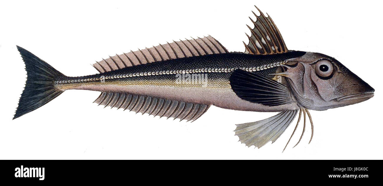 Eutrigla gurnardus, commonly known as the common gurnard, is a fish ...