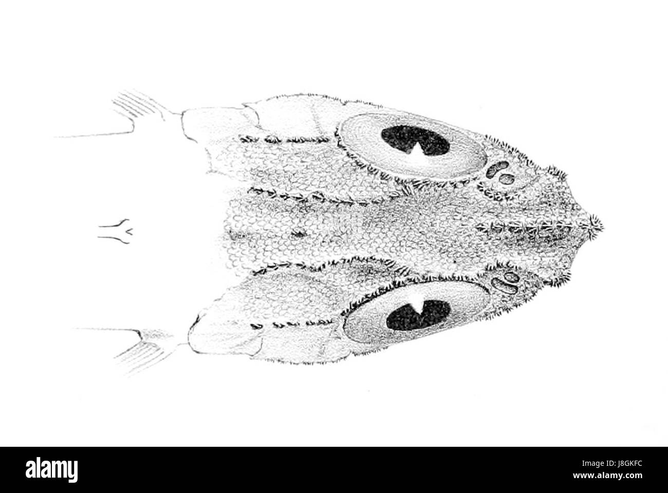 Featuring water Cut Out Stock Images & Pictures - Alamy