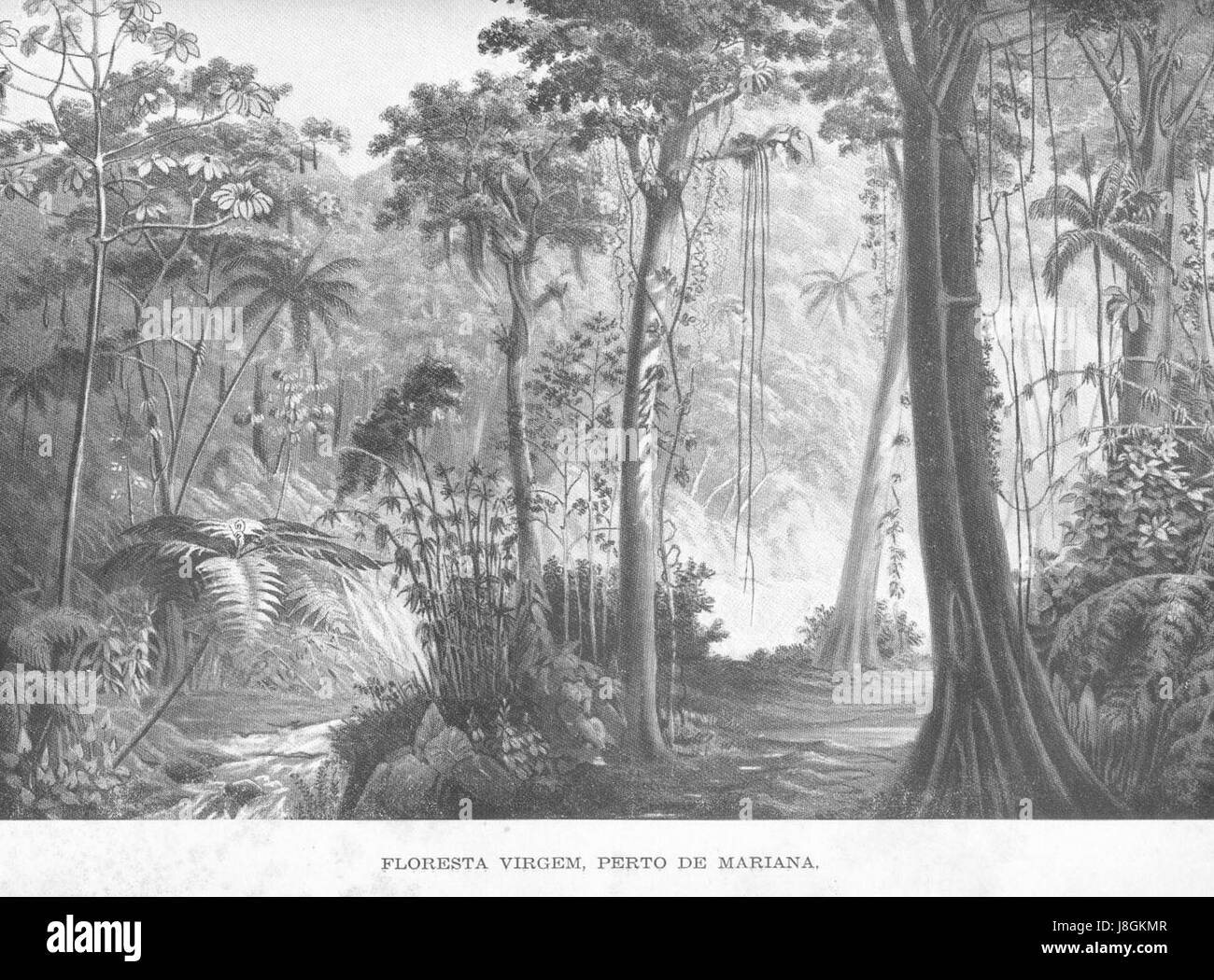 Hermann Burmeister was a German naturalist who studied the flora and ...