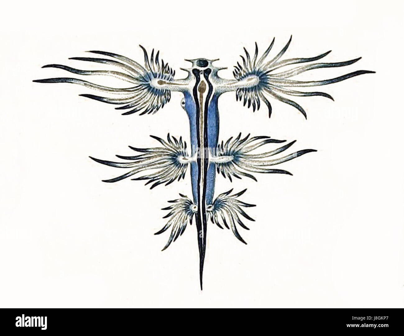 Glaucus atlanticus hi-res stock photography and images - Alamy