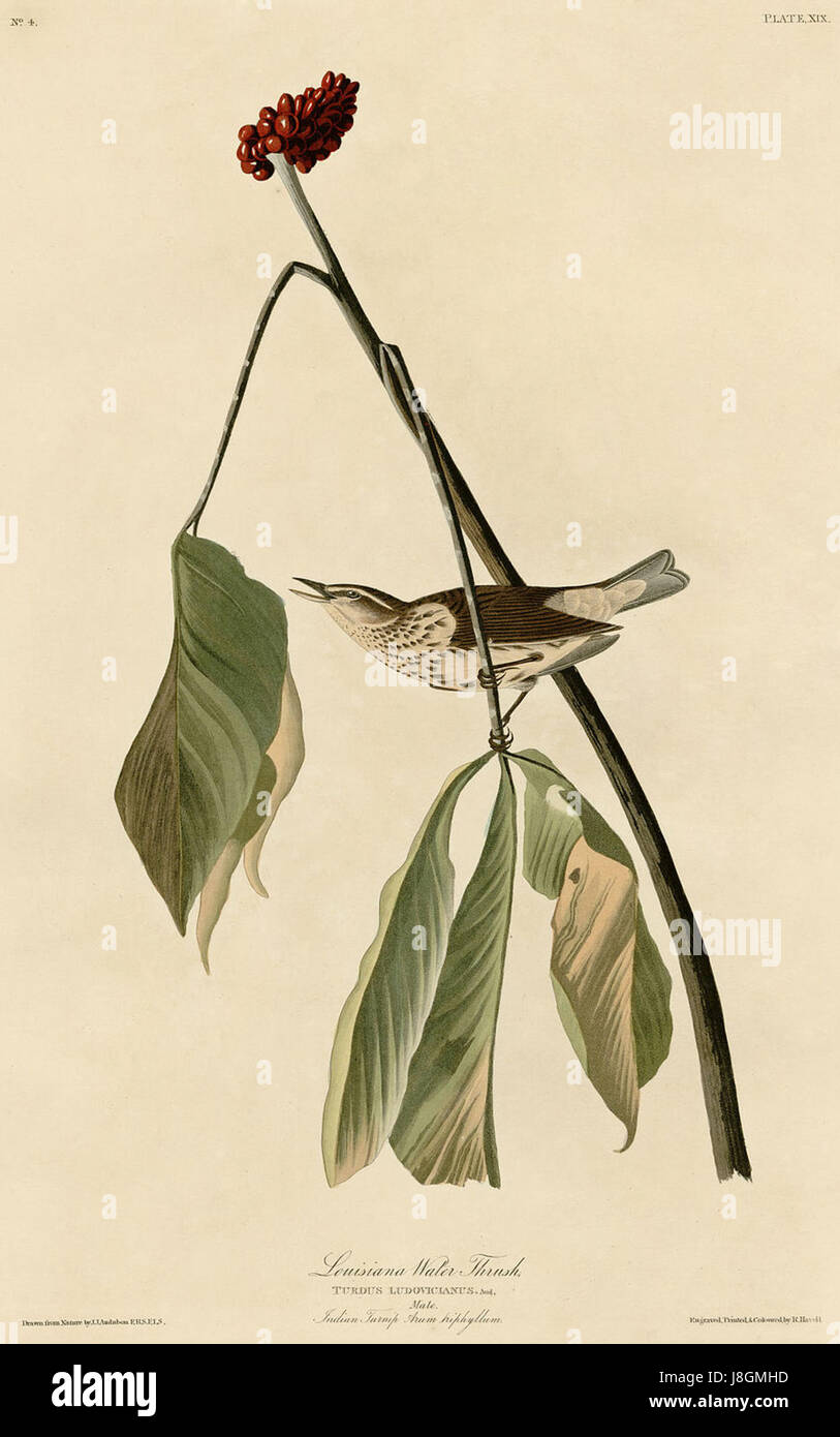 Thrush drawing hi-res stock photography and images - Alamy