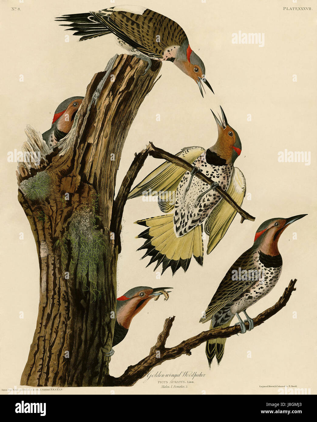 Golden winged Woodpecker (Audubon Stock Photo - Alamy