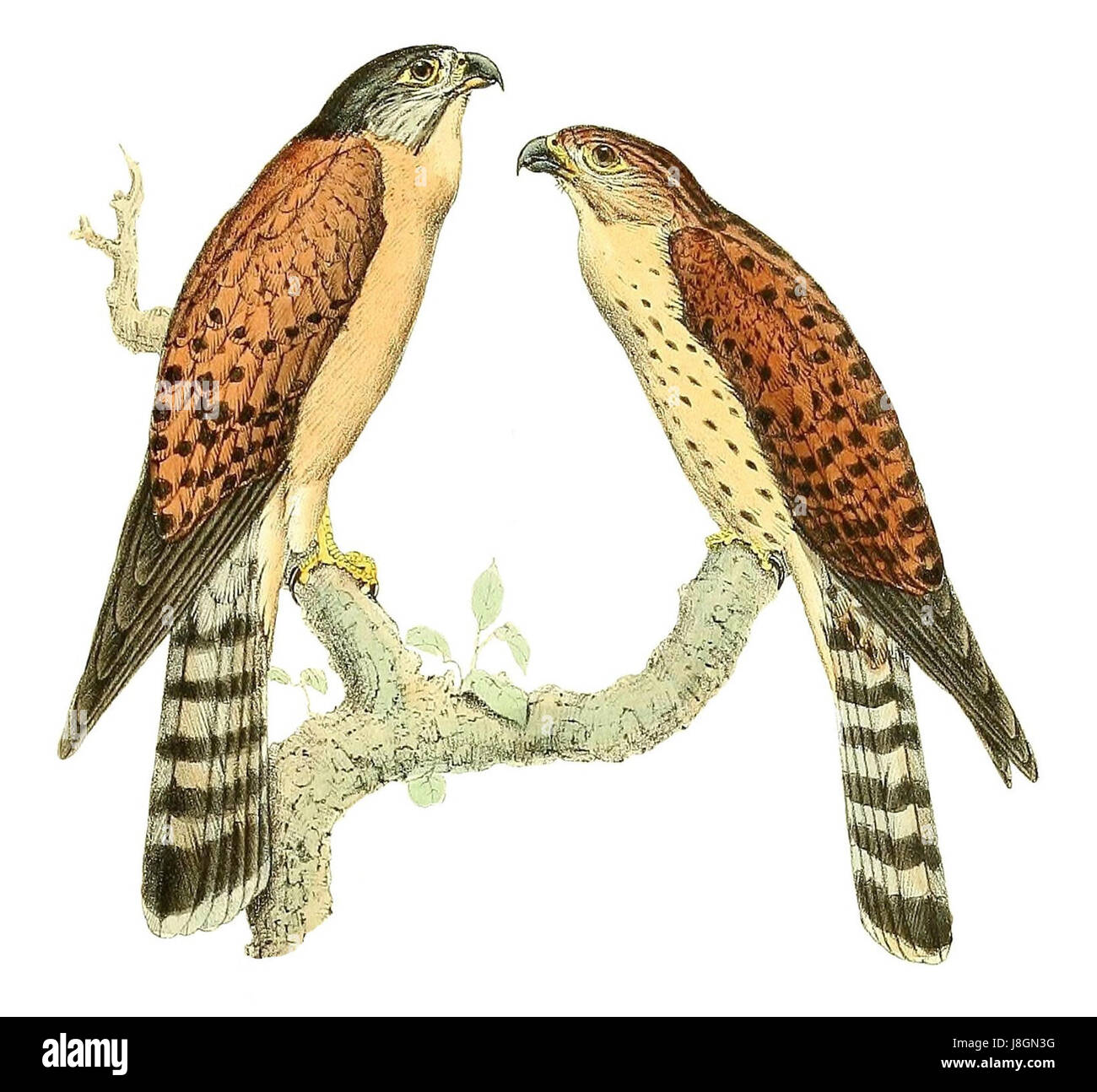 Falco araea is a bird species from the Falconidae family, commonly ...