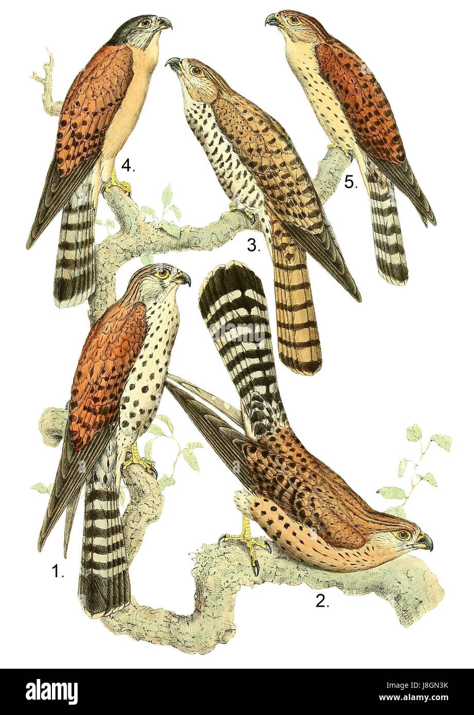 Falco newtoni, punctatus, and araea are species of falcon, each ...