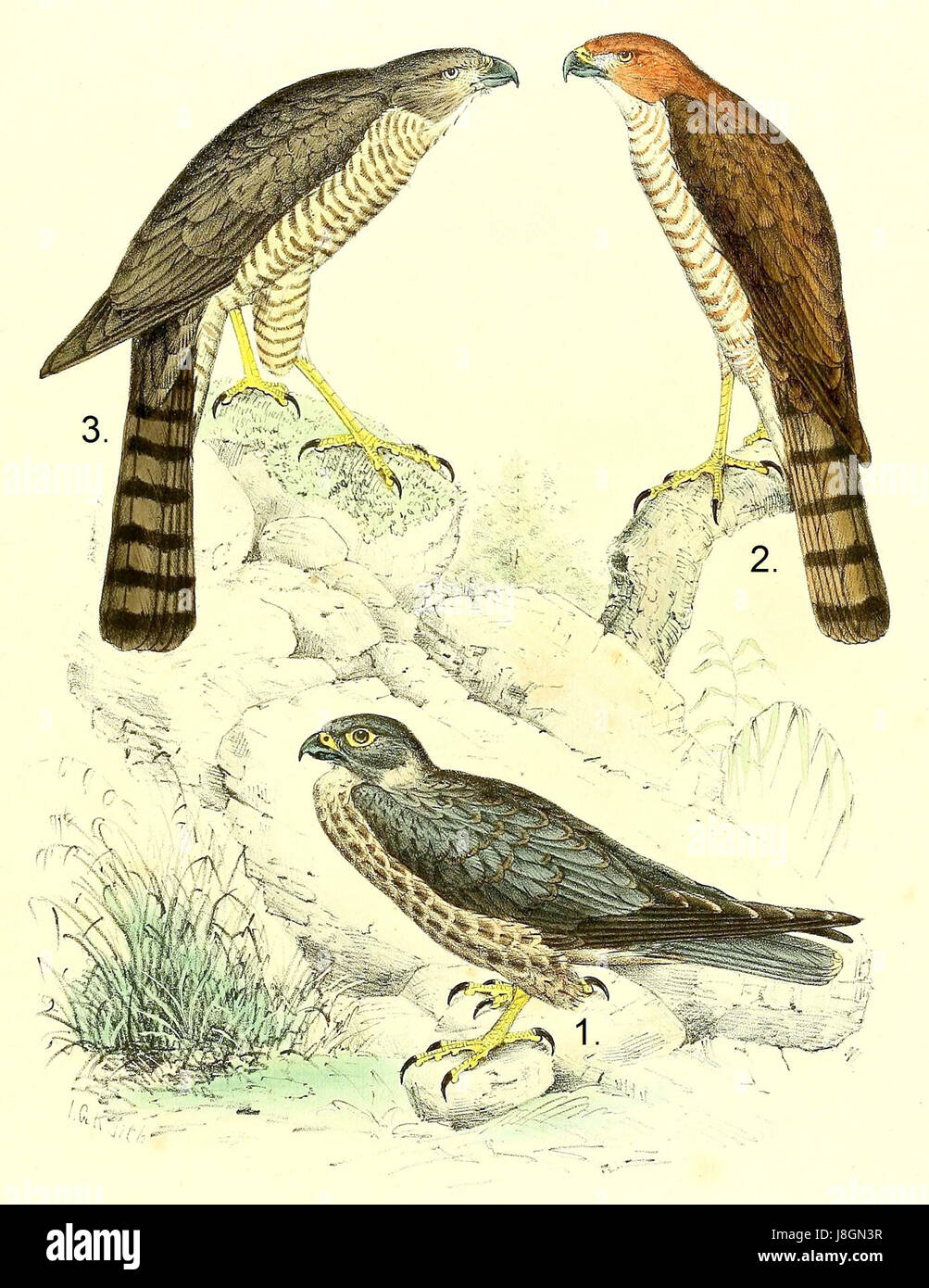 Francesii hi-res stock photography and images - Alamy