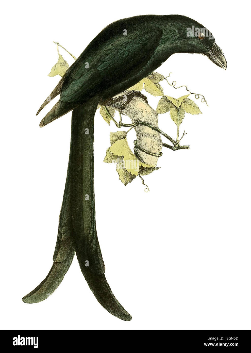 Discovery asia Cut Out Stock Images & Pictures - Alamy