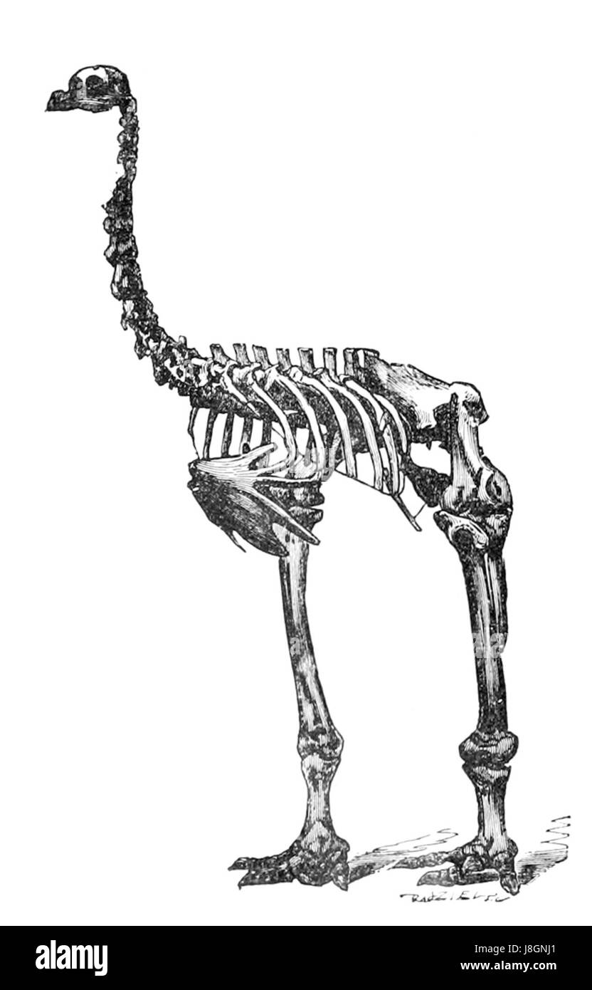 Moa bones Cut Out Stock Images & Pictures - Alamy