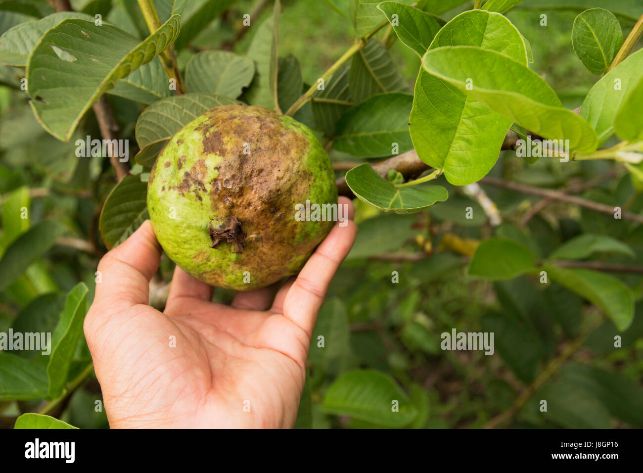 Hand touching rotten guava with tree of guava in the garden Stock Photo ...