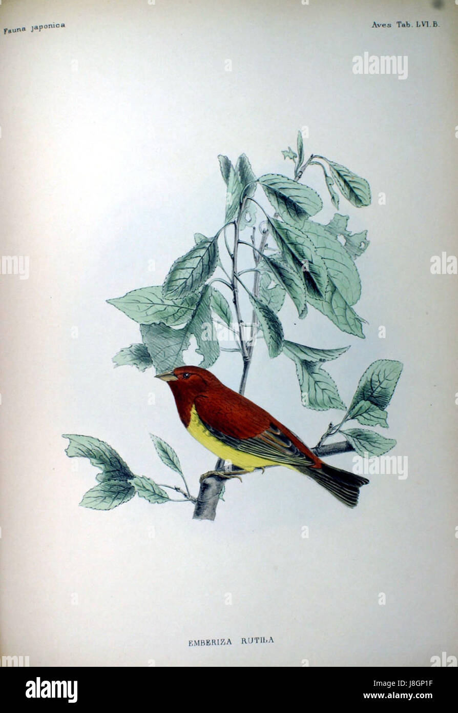 Emberiza rutila, commonly known as the red-headed bunting, is a bird ...