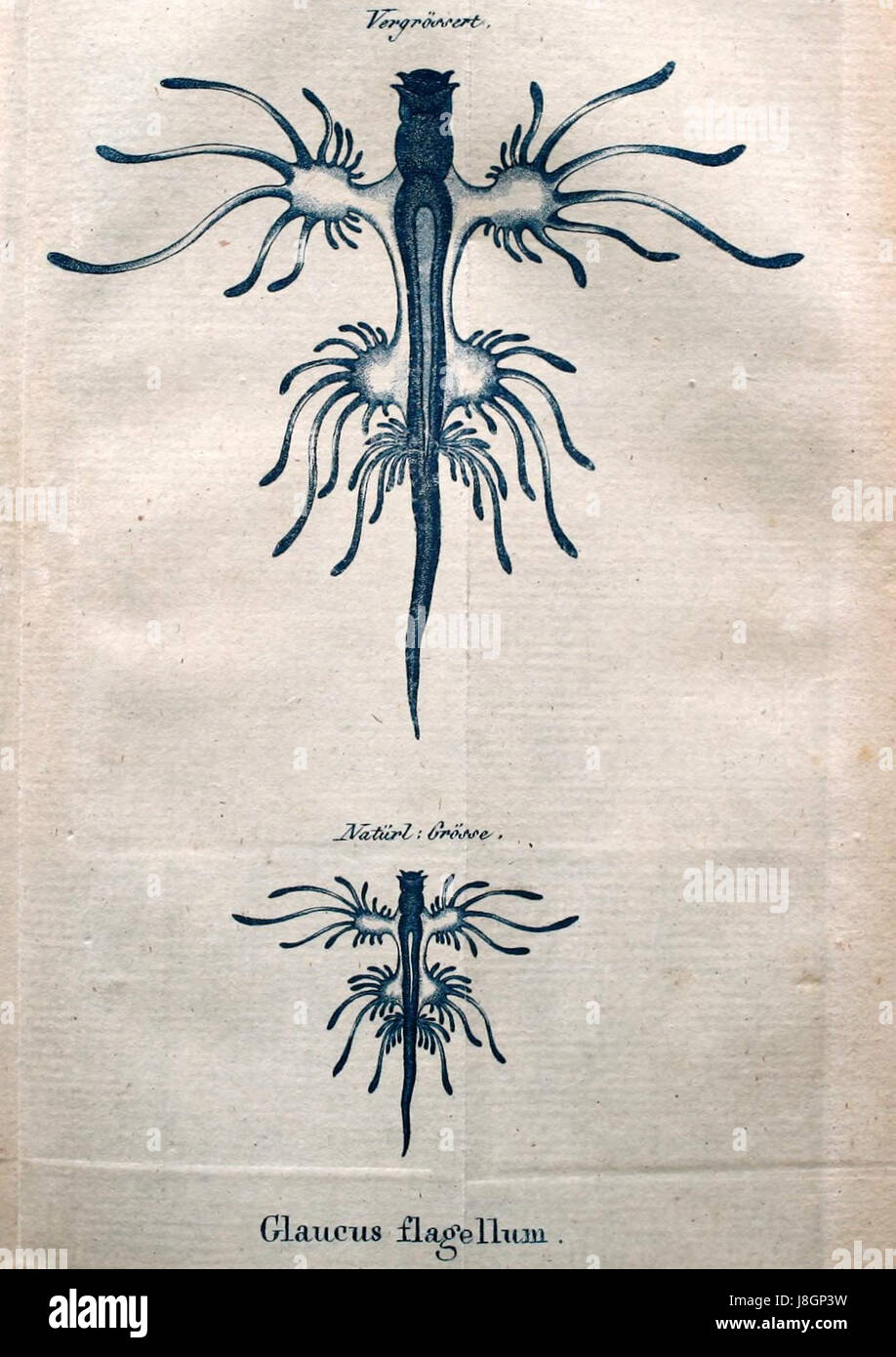 Glaucus flagellum hi-res stock photography and images - Alamy