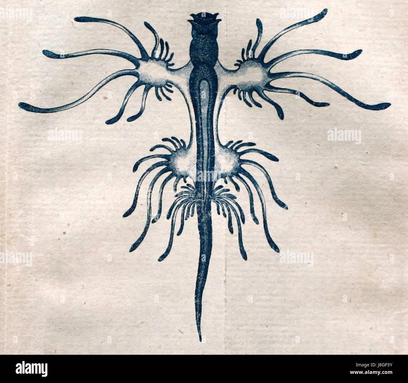 Glaucus flagellum hi-res stock photography and images - Alamy